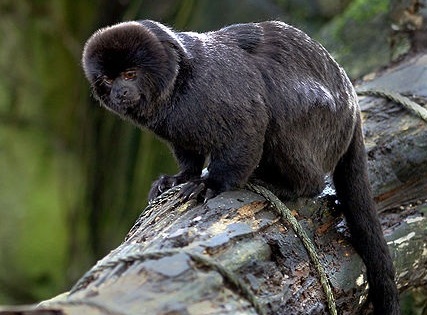 Monos de América del Sur: mucho más antiguos de lo que se creí